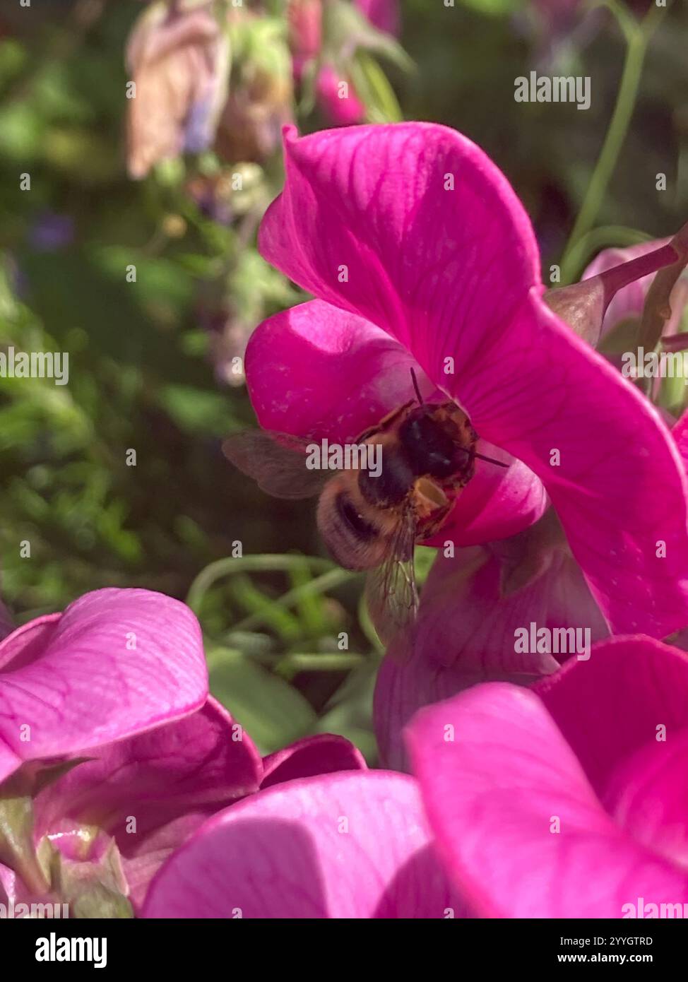 Patchwork Leafcutter Bee (Megachile centuncularis Stock Photo - Alamy