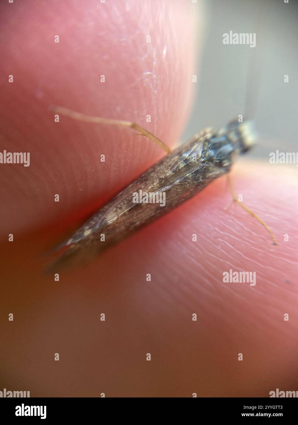 Hydropsyche hi-res stock photography and images - Alamy