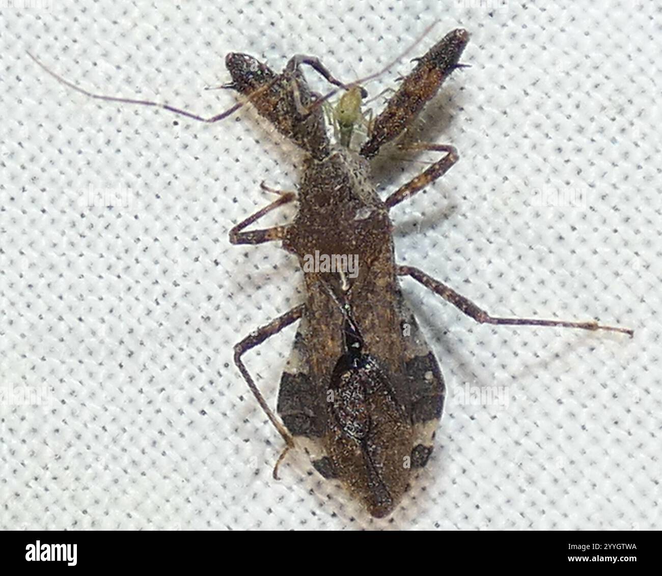 Spiny assassin bug hi-res stock photography and images - Alamy