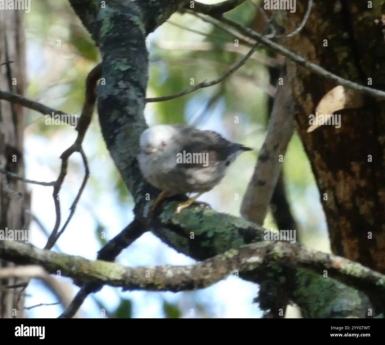 Varied Sittella (Daphoenositta chrysoptera Stock Photo - Alamy