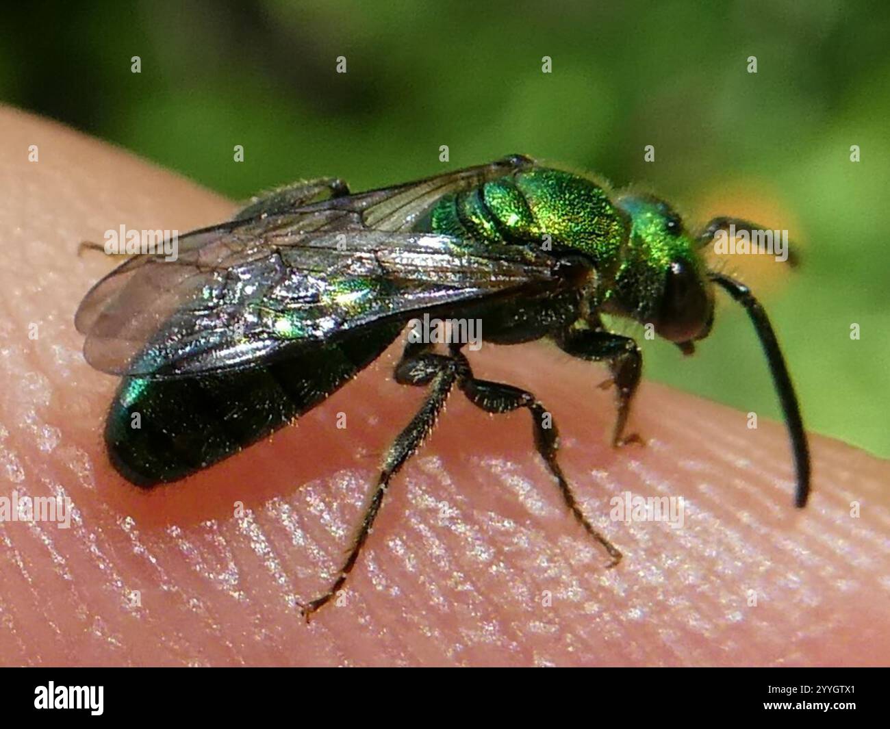 Augochlorine Sweat Bees (Augochlorini Stock Photo - Alamy