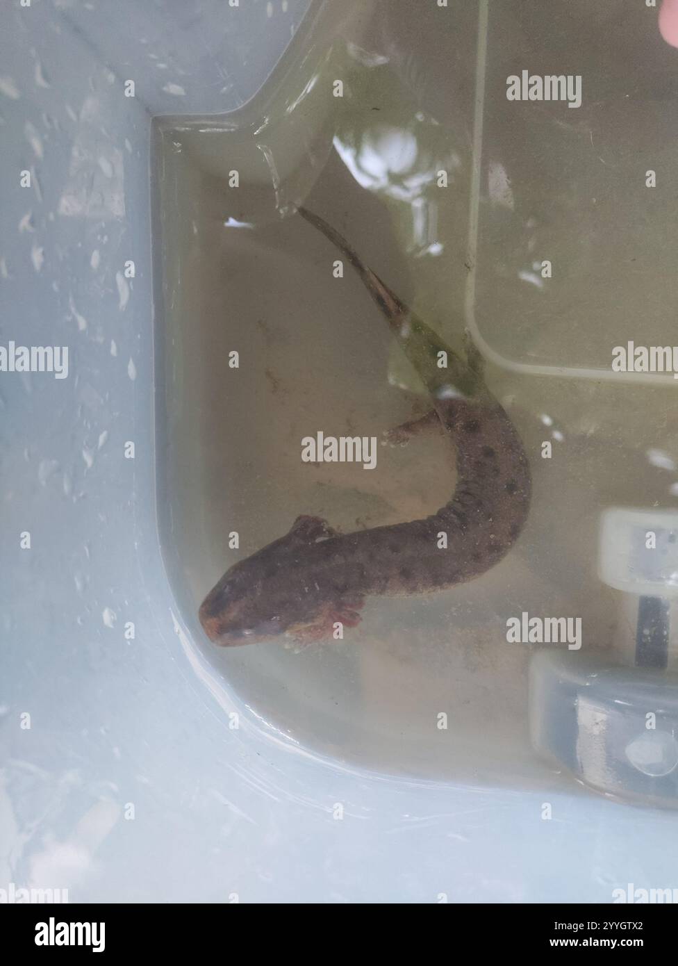 Common Mudpuppy (Necturus maculosus Stock Photo - Alamy