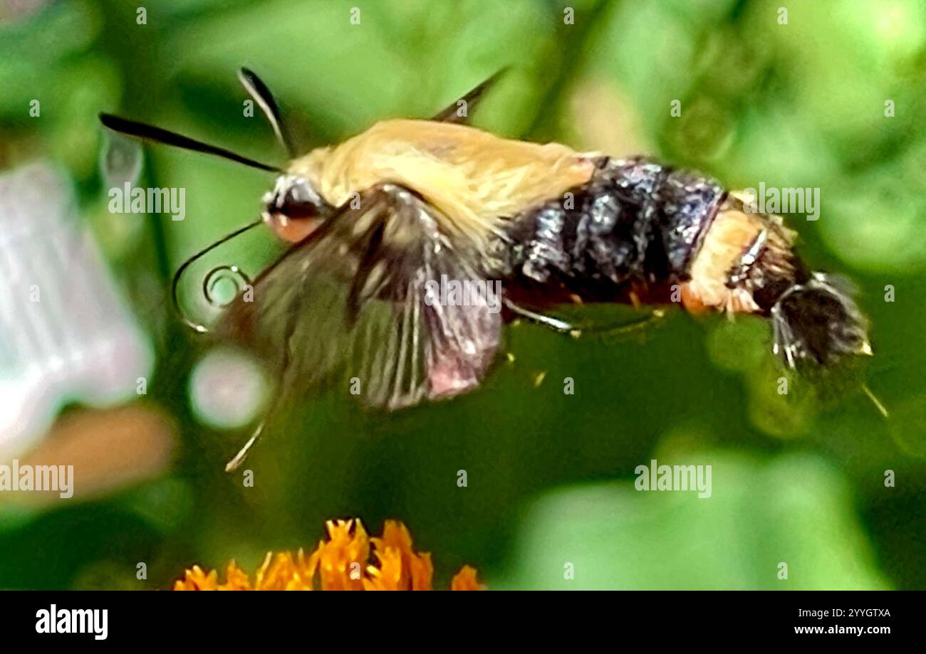 Snowberry Clearwing (Hemaris diffinis Stock Photo - Alamy
