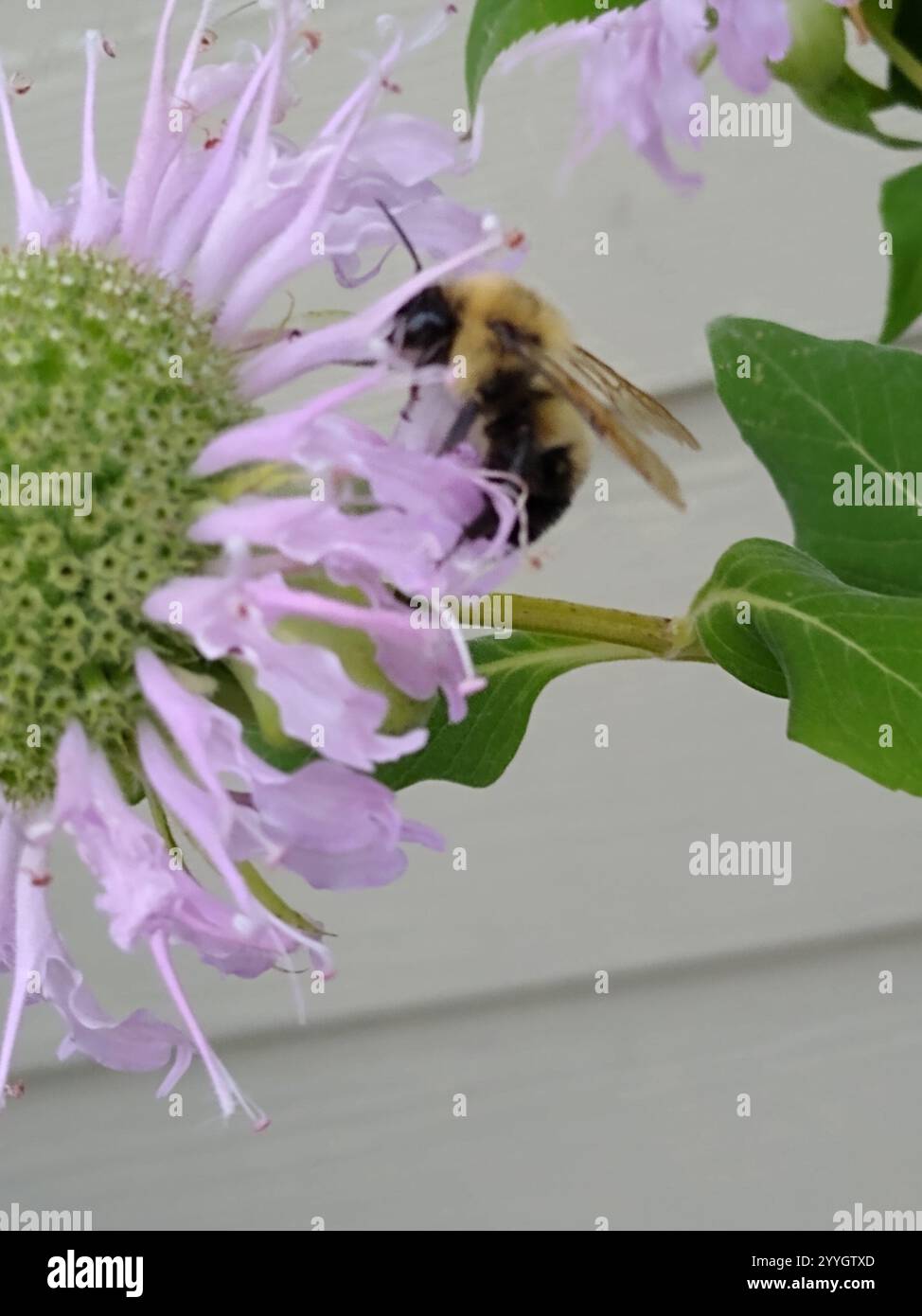Two-spotted Bumble Bee (Bombus bimaculatus Stock Photo - Alamy