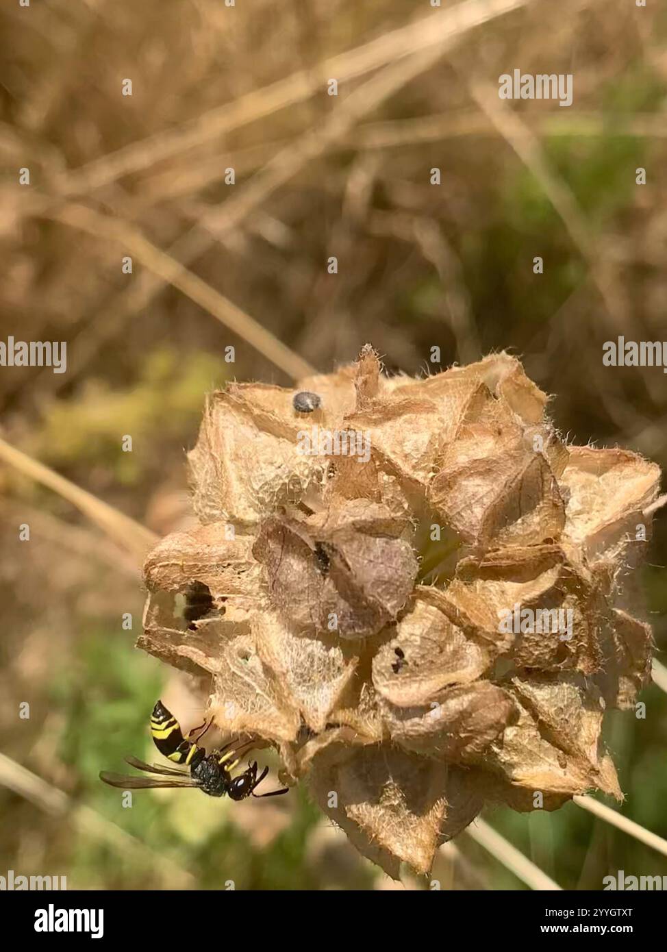 Ancistrocerus gazella hi-res stock photography and images - Alamy