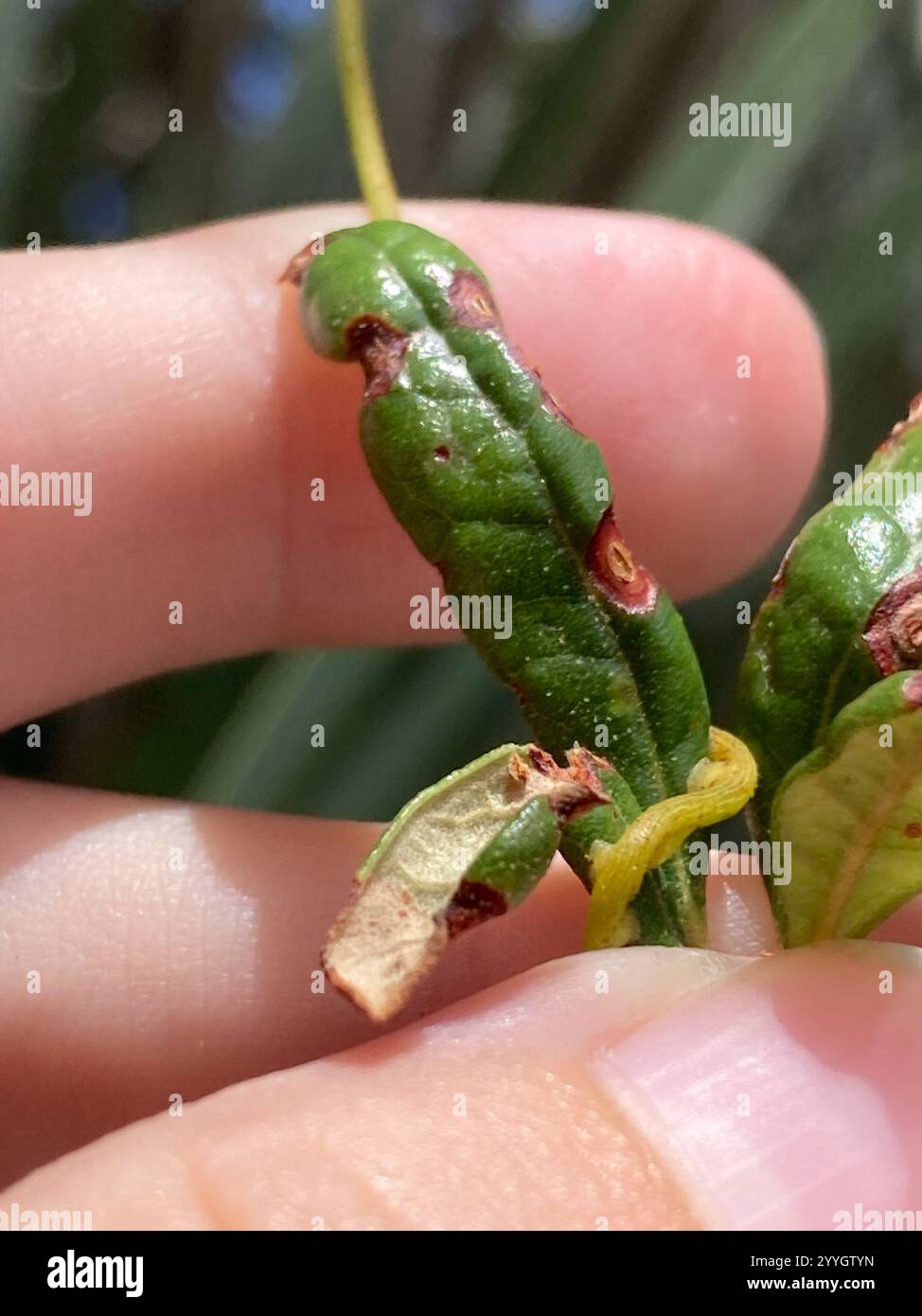 laurel dodder (Cassytha filiformis Stock Photo - Alamy