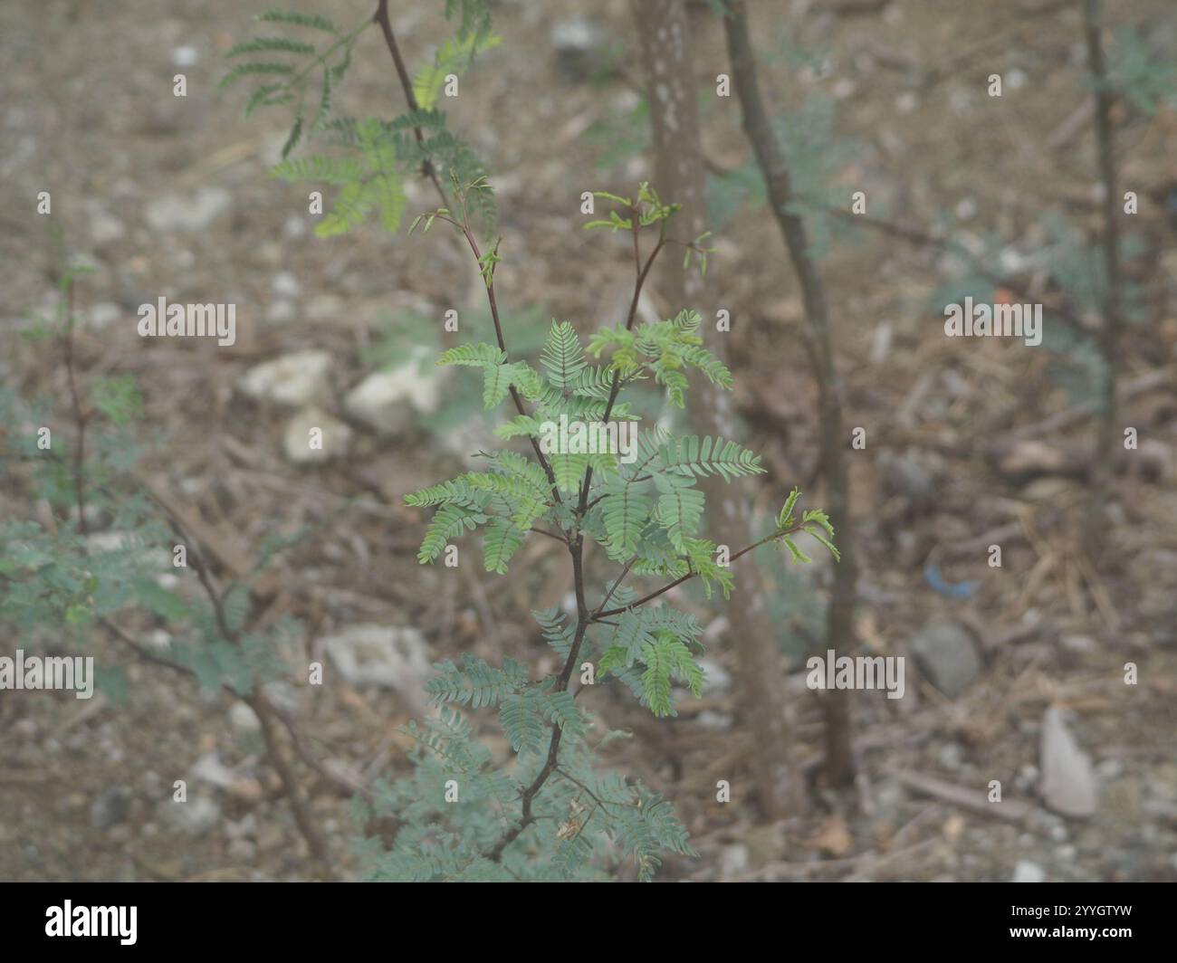 Acacias, Mimosas, mesquites, and allies (Mimosoideae Stock Photo - Alamy