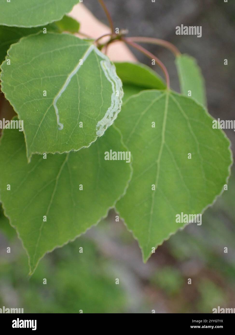 quaking aspen (Populus tremuloides Stock Photo - Alamy