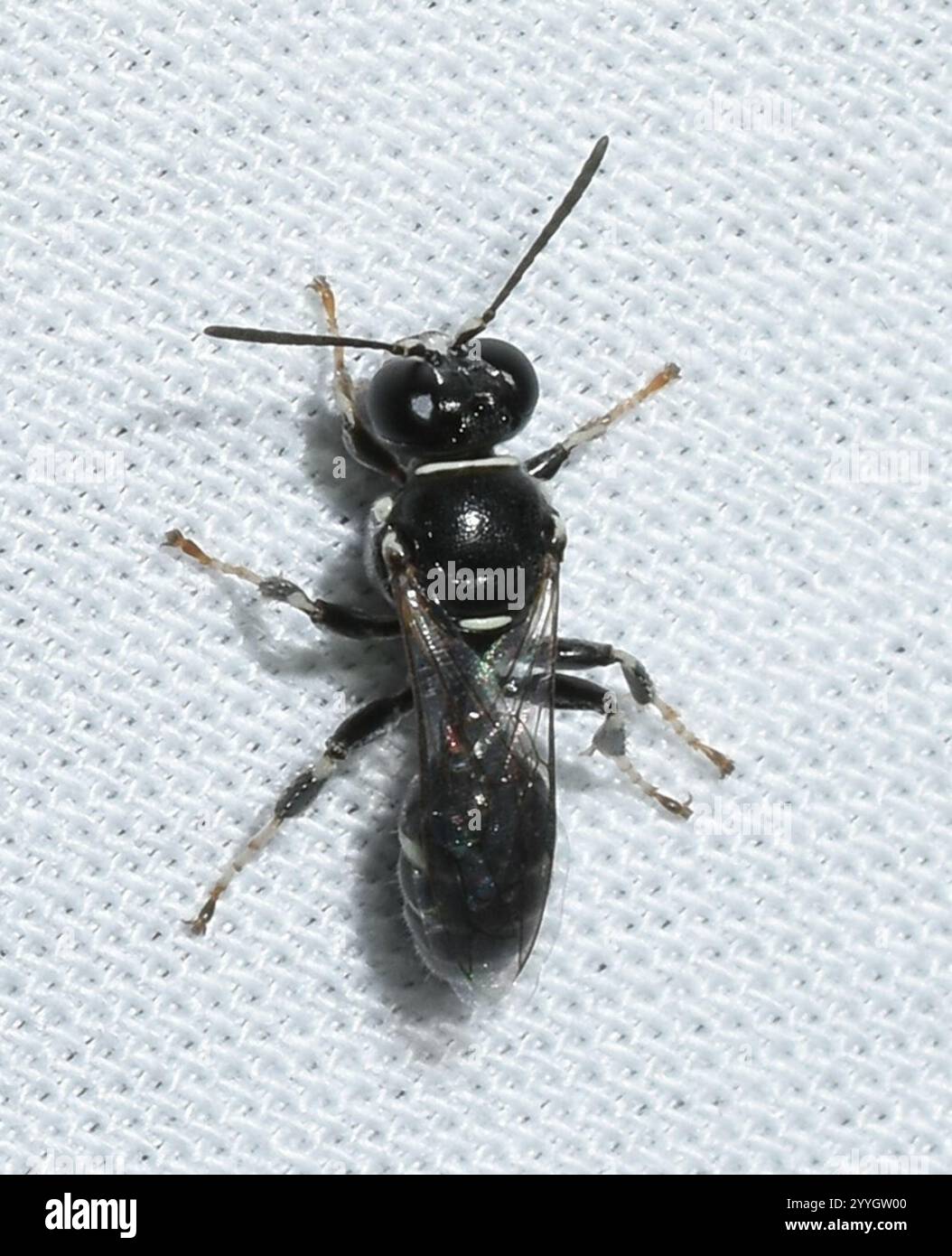 Square-headed Wasps, Sand Wasps, and Allies (Crabronidae Stock Photo ...