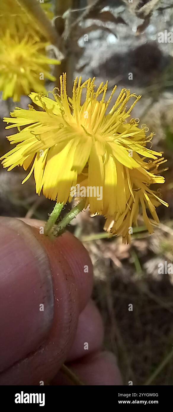 Beaked Hawksbeard (Crepis vesicaria Stock Photo - Alamy