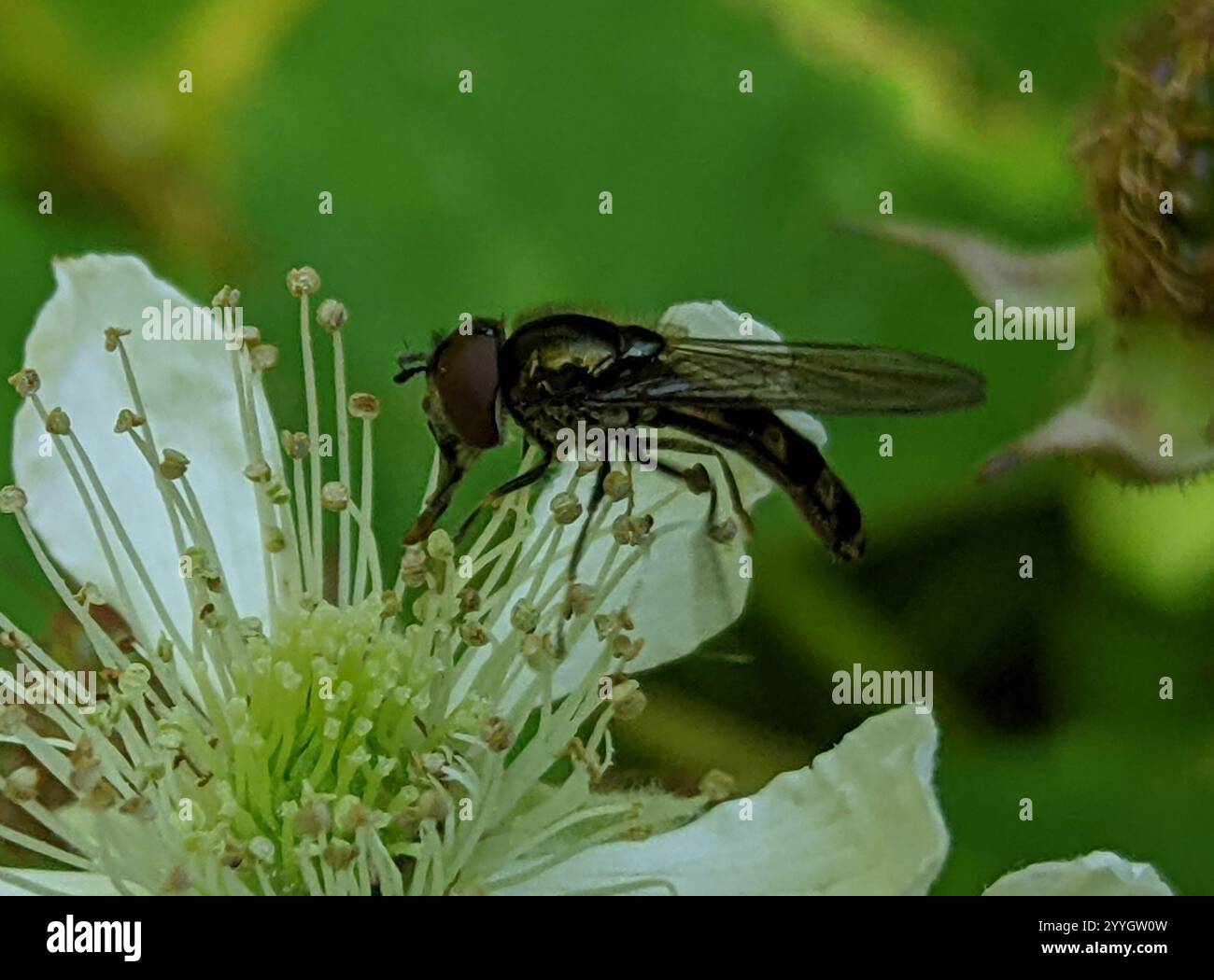 Typical Hover Flies (Syrphinae Stock Photo - Alamy