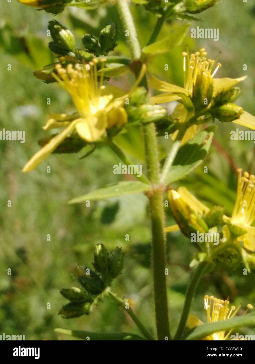 Hairy st johns wort hi-res stock photography and images - Alamy