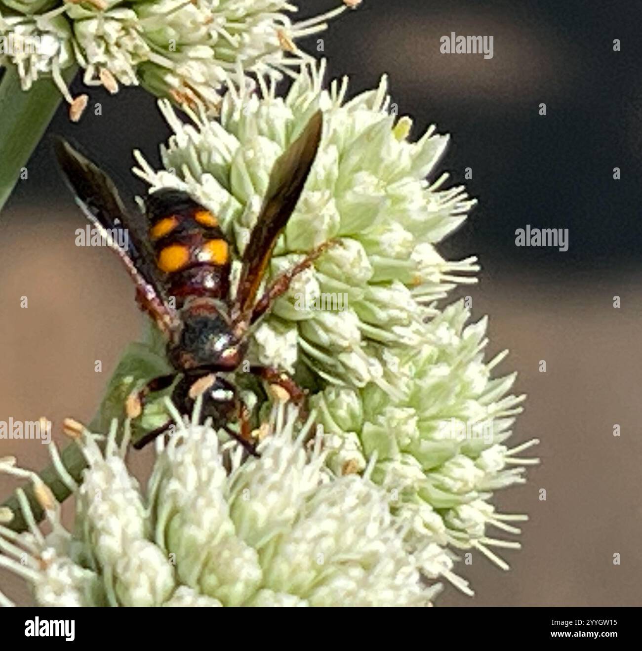 Noble Scoliid Wasp (Scolia nobilitata Stock Photo - Alamy