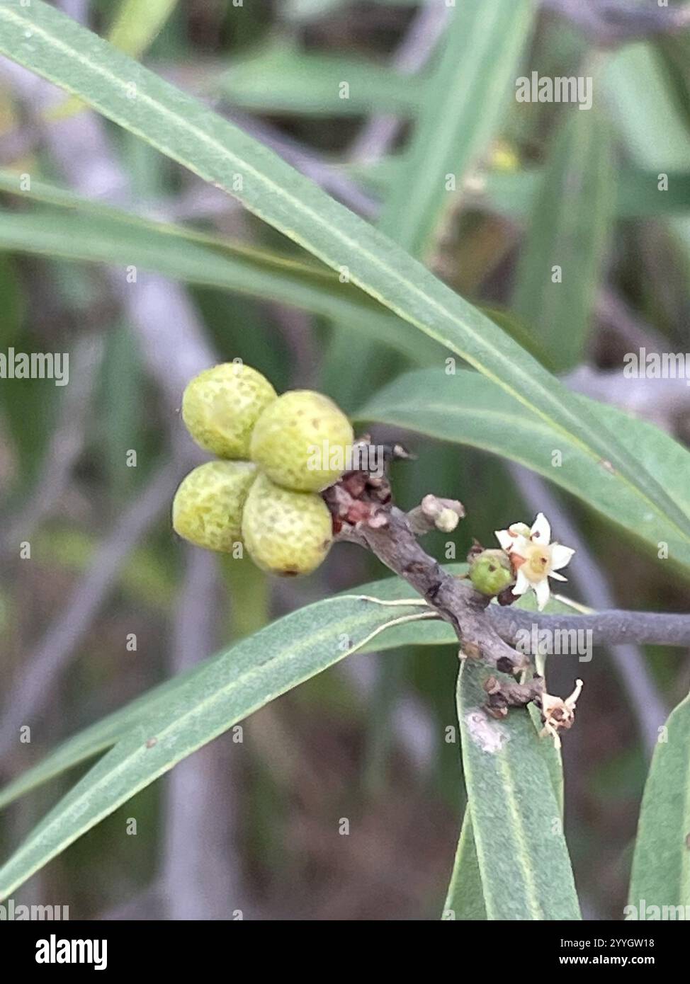 Wilga (Geijera parviflora Stock Photo - Alamy