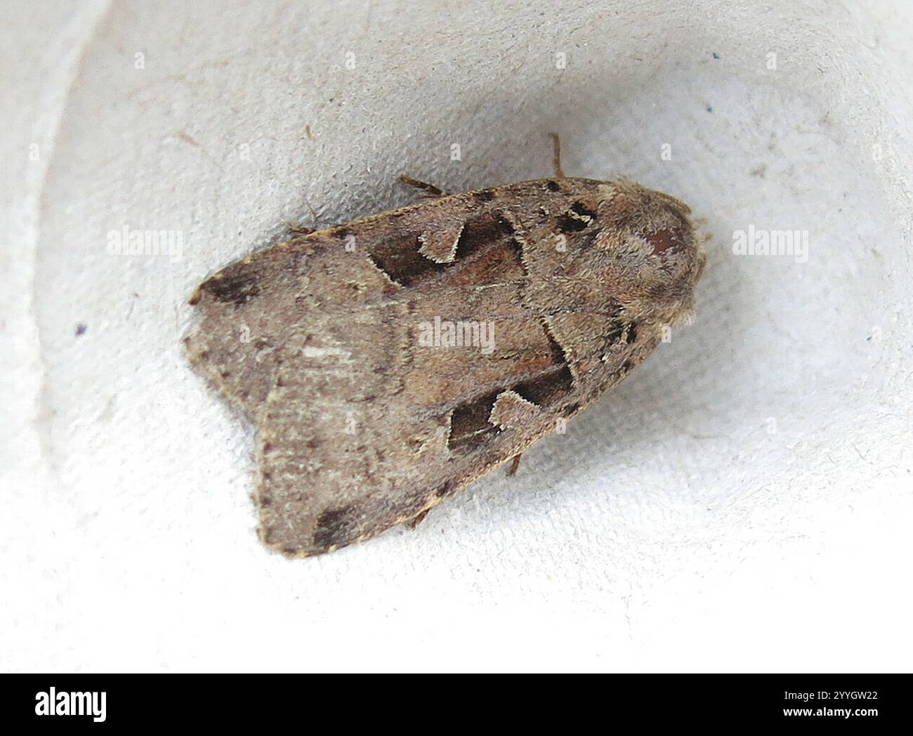 Double Square-spot (Xestia triangulum Stock Photo - Alamy