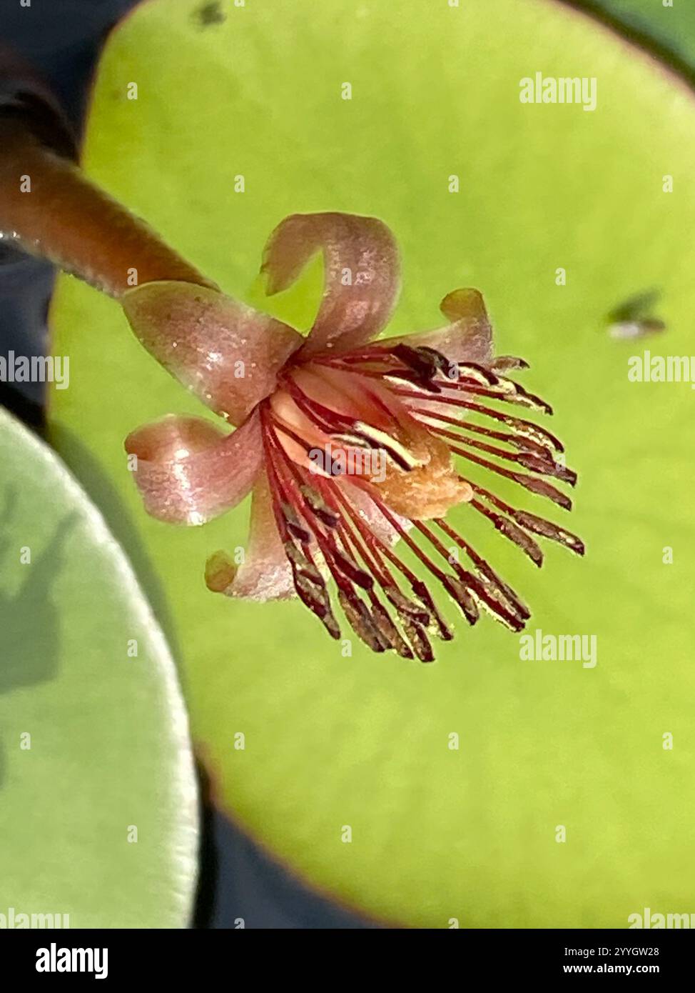 Watershield (Brasenia schreberi Stock Photo - Alamy