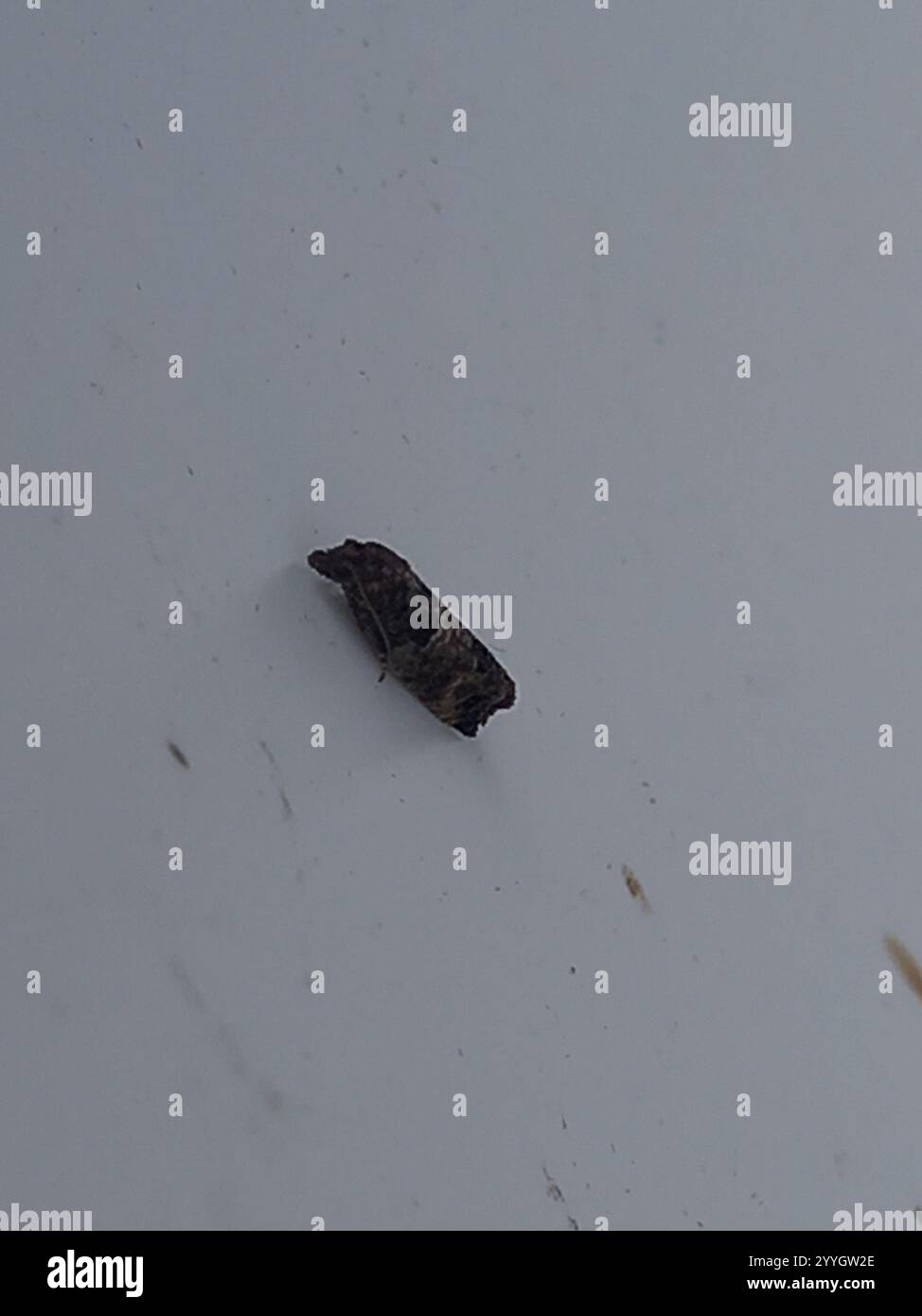 Eye-spotted Bud Moth (Spilonota ocellana Stock Photo - Alamy