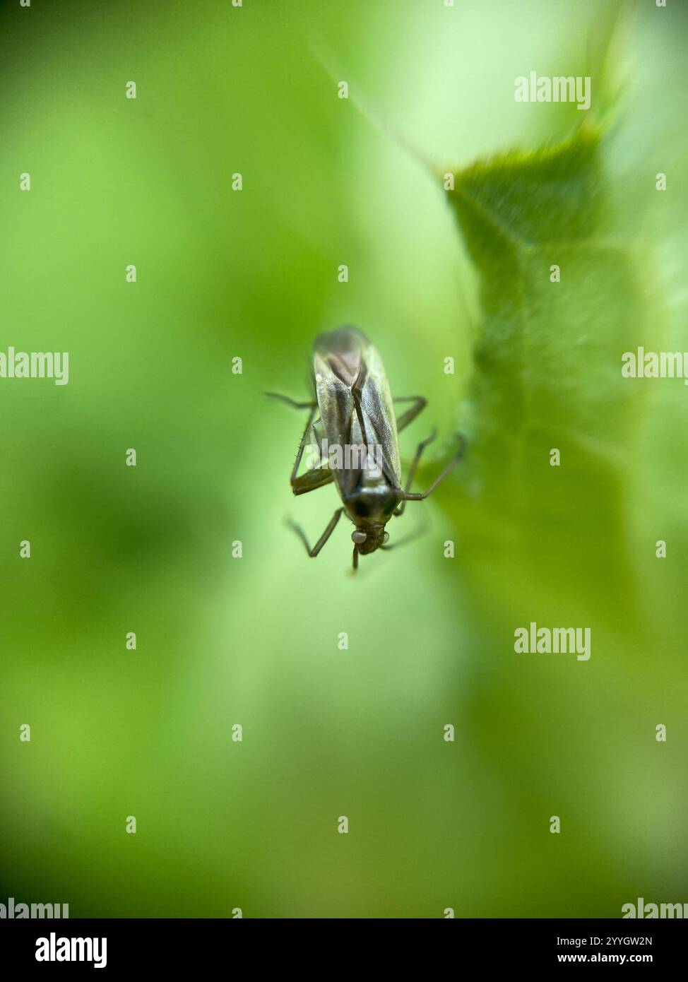 handsome plant bug (Harpocera thoracica Stock Photo - Alamy