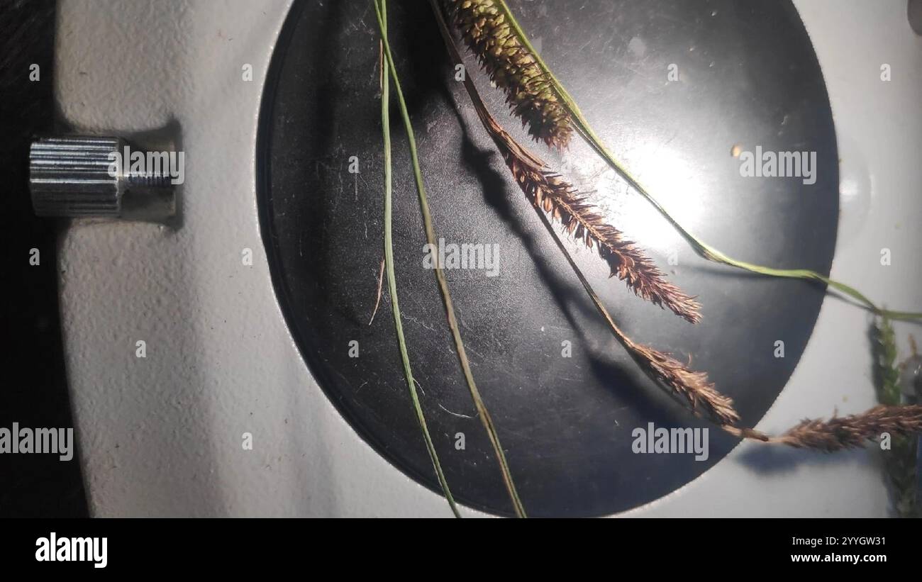 slender tufted-sedge (Carex acuta Stock Photo - Alamy