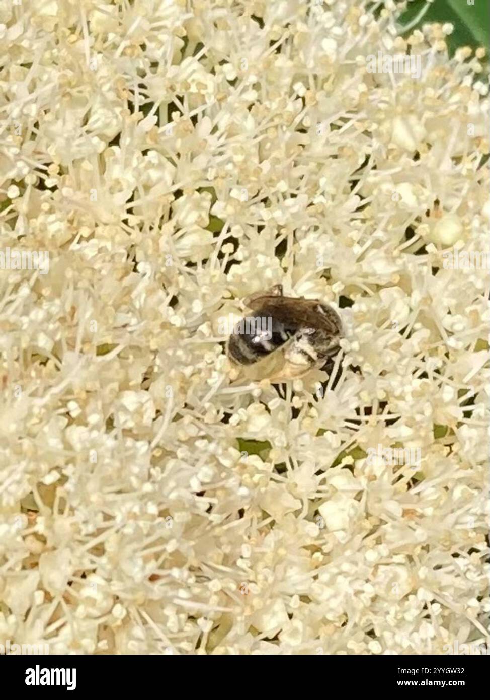 Mining Bees (Andrena Stock Photo - Alamy
