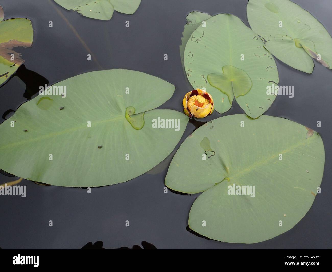 Variegated Yellow Pond-Lily (Nuphar variegata Stock Photo - Alamy