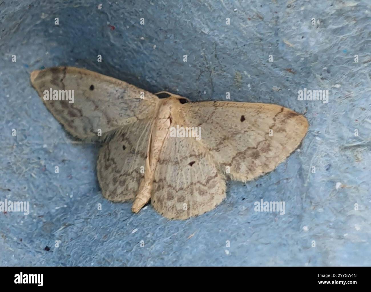 Small fan footed wave hi-res stock photography and images - Alamy