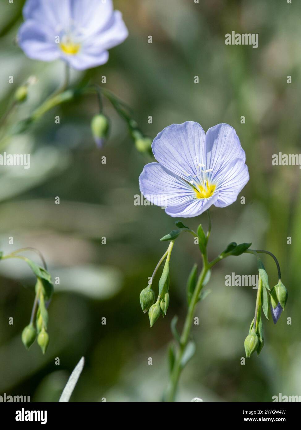 Lewis flax (Linum lewisii Stock Photo - Alamy