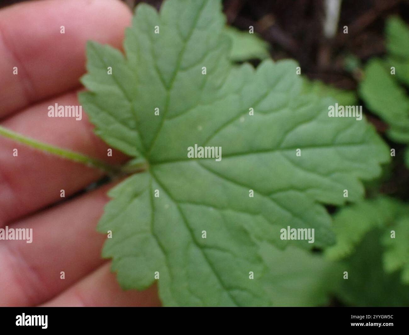 Oneleaf Foamflower (Tiarella trifoliata unifoliata Stock Photo - Alamy