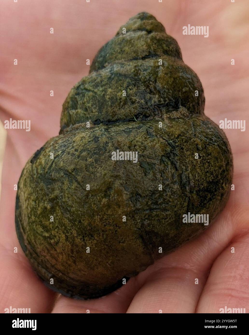 Chinese Mystery Snail (Cipangopaludina chinensis Stock Photo - Alamy