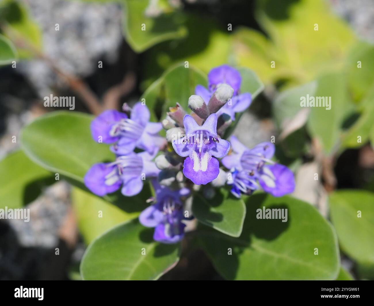 Beach Vitex (Vitex rotundifolia Stock Photo - Alamy