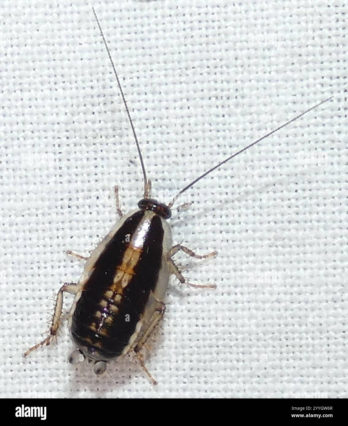 Asian Cockroach (Blattella asahinai Stock Photo - Alamy