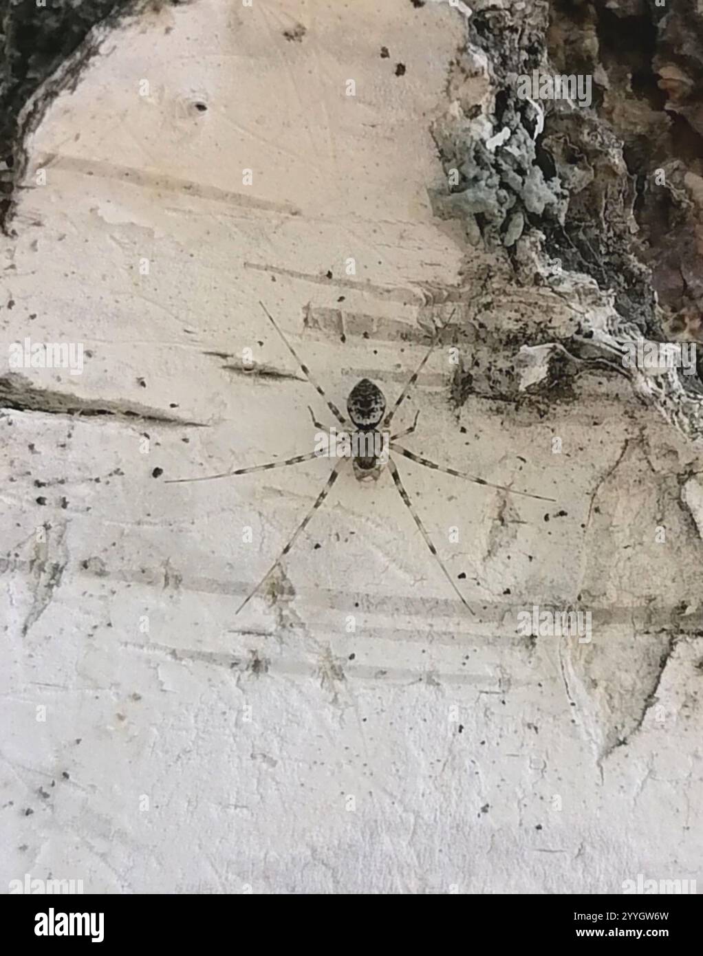 Invisible Spider (Drapetisca socialis Stock Photo - Alamy