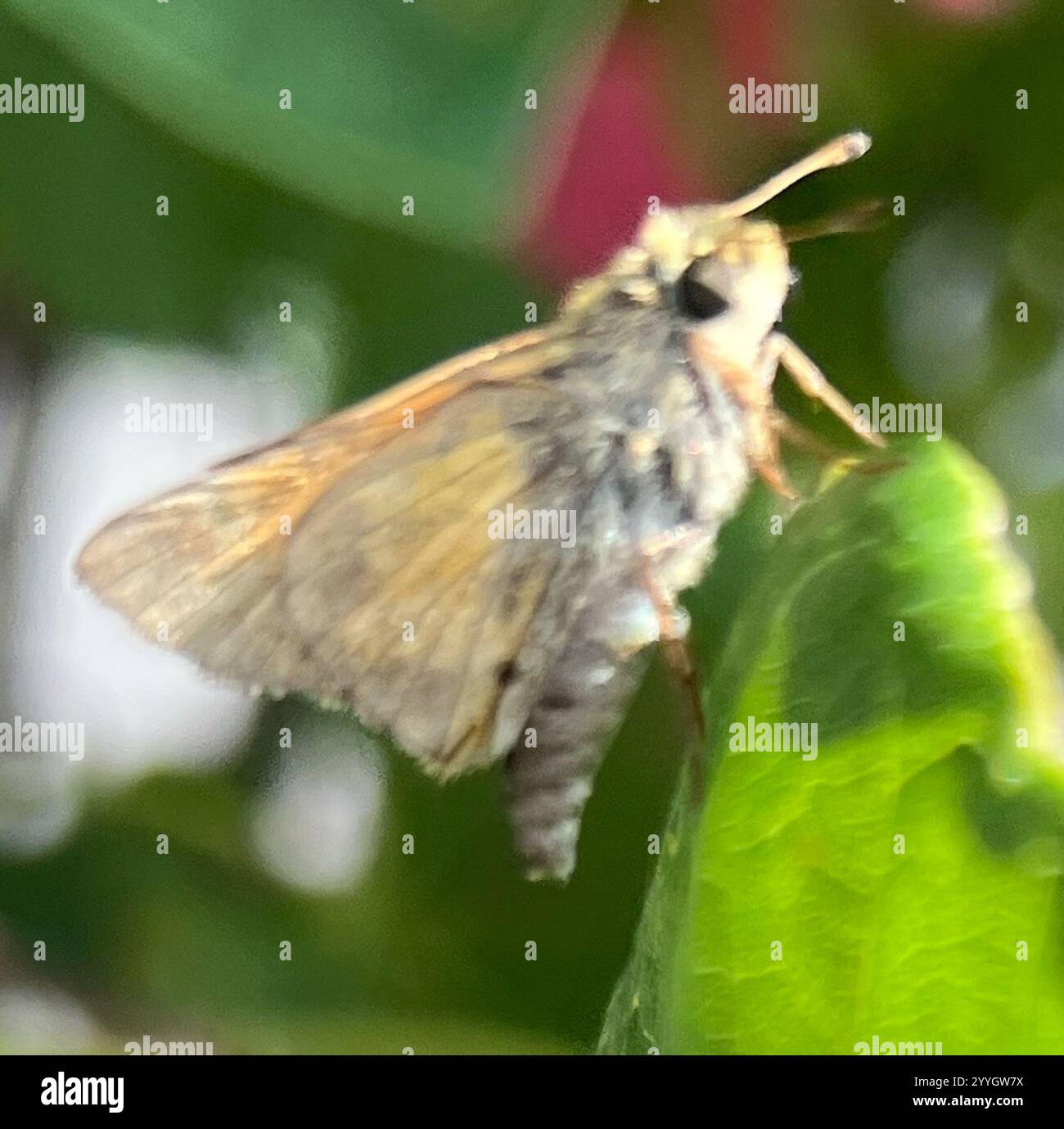 Huron Sachem (Atalopedes huron Stock Photo - Alamy