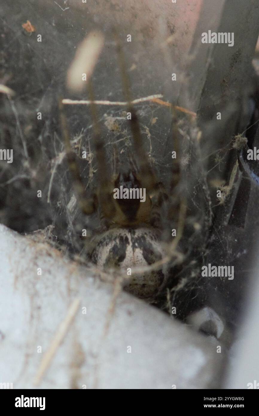 Silver-sided Sector Spider (Zygiella x-notata Stock Photo - Alamy