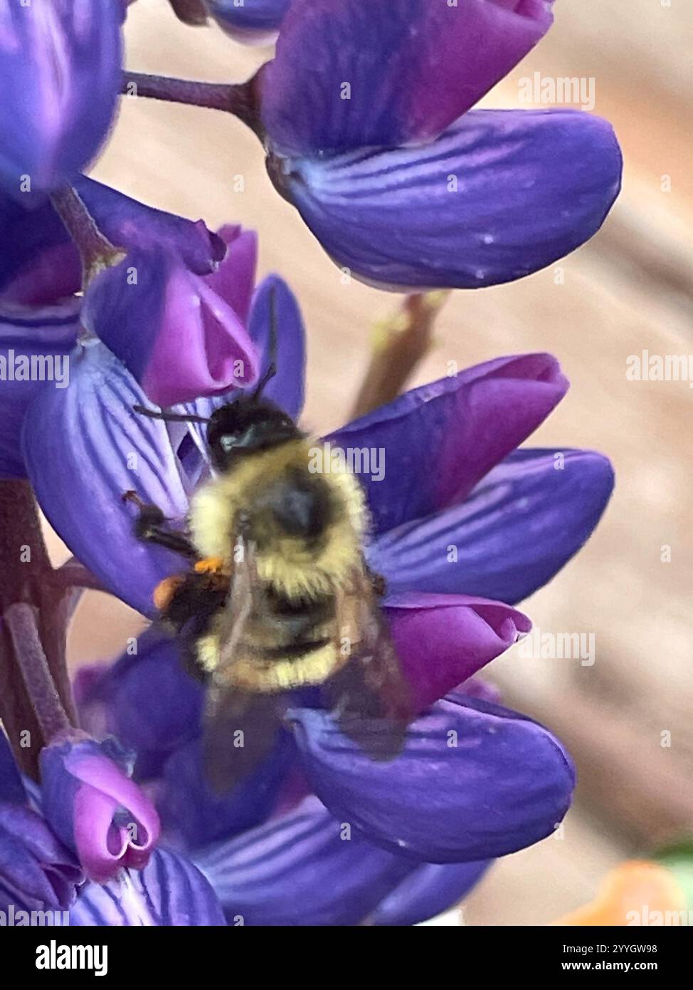 Half-black Bumble Bee (Bombus vagans Stock Photo - Alamy