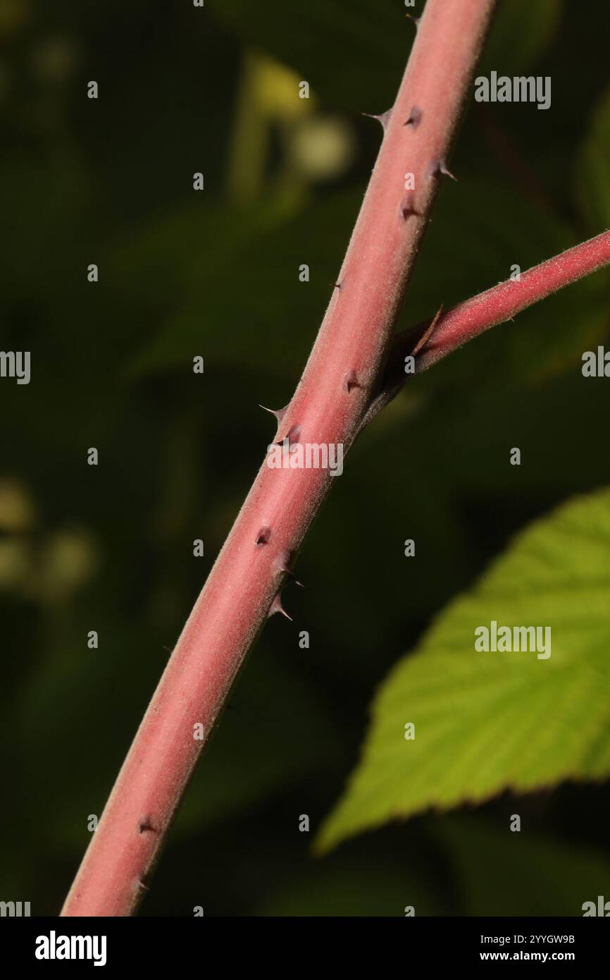 Rubus cockburnianus hi-res stock photography and images - Alamy