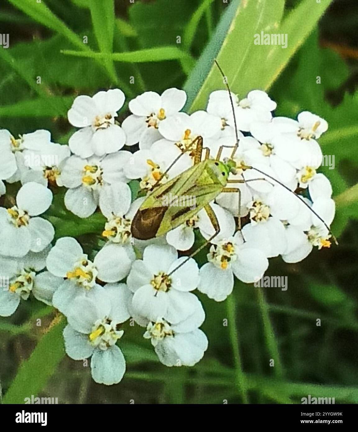 Quadripunctatus hi-res stock photography and images - Alamy