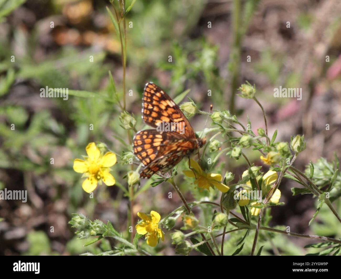 Northern Checkerspot (Chlosyne palla Stock Photo - Alamy