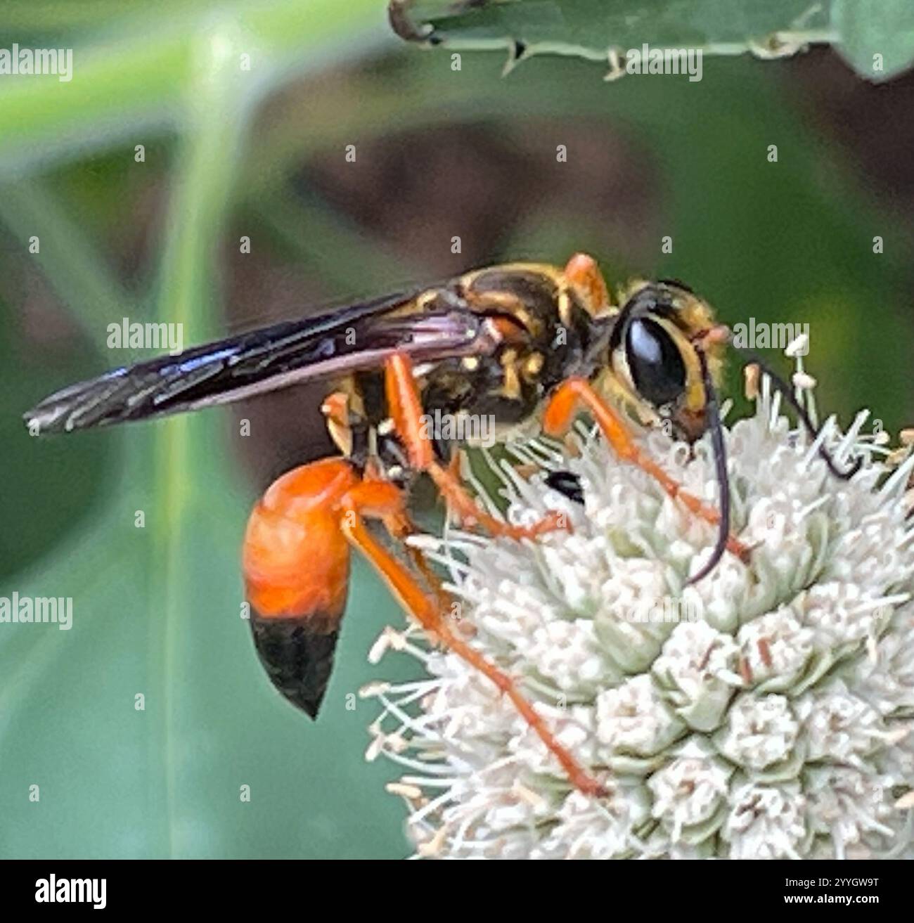 Great Golden Digger Wasp (Sphex ichneumoneus Stock Photo - Alamy