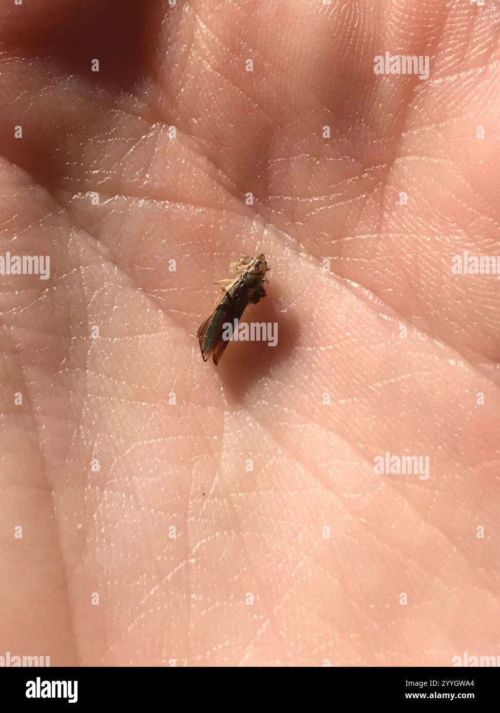 Red-banded Leafhopper (Graphocephala coccinea Stock Photo - Alamy