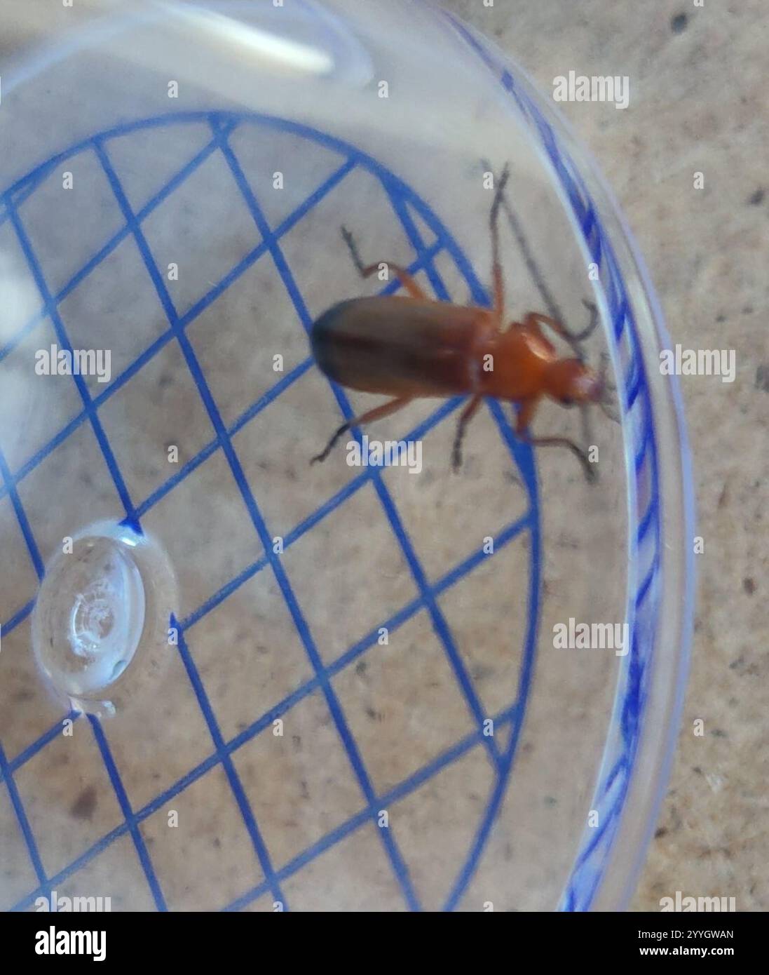 Common Red Soldier Beetle (Rhagonycha fulva Stock Photo - Alamy