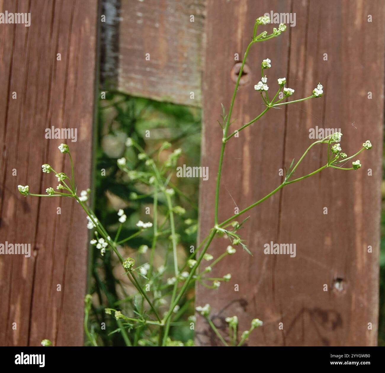 stone parsley (Sison amomum Stock Photo - Alamy