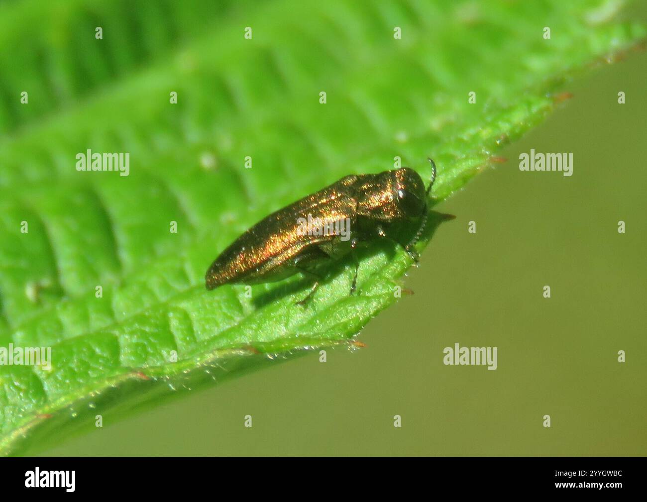 Rose stem girdler hi-res stock photography and images - Alamy