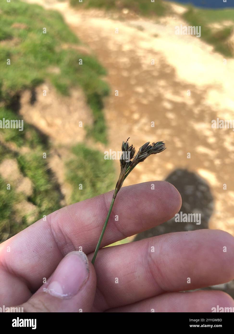 Heath rush juncus squarrosus hi-res stock photography and images - Alamy