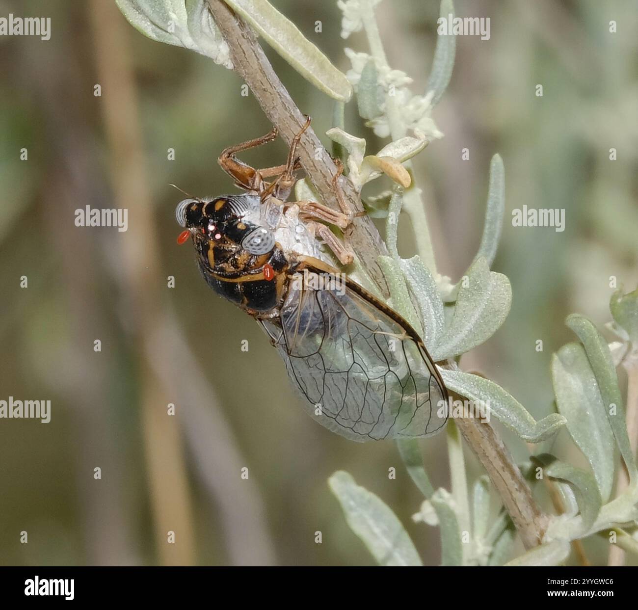 Diceroprocta hi-res stock photography and images - Alamy
