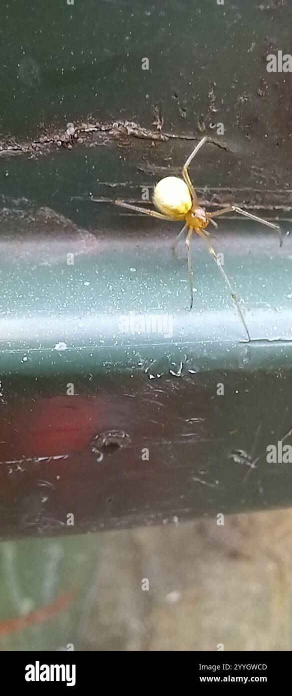Common candy-striped spider (Enoplognatha ovata Stock Photo - Alamy