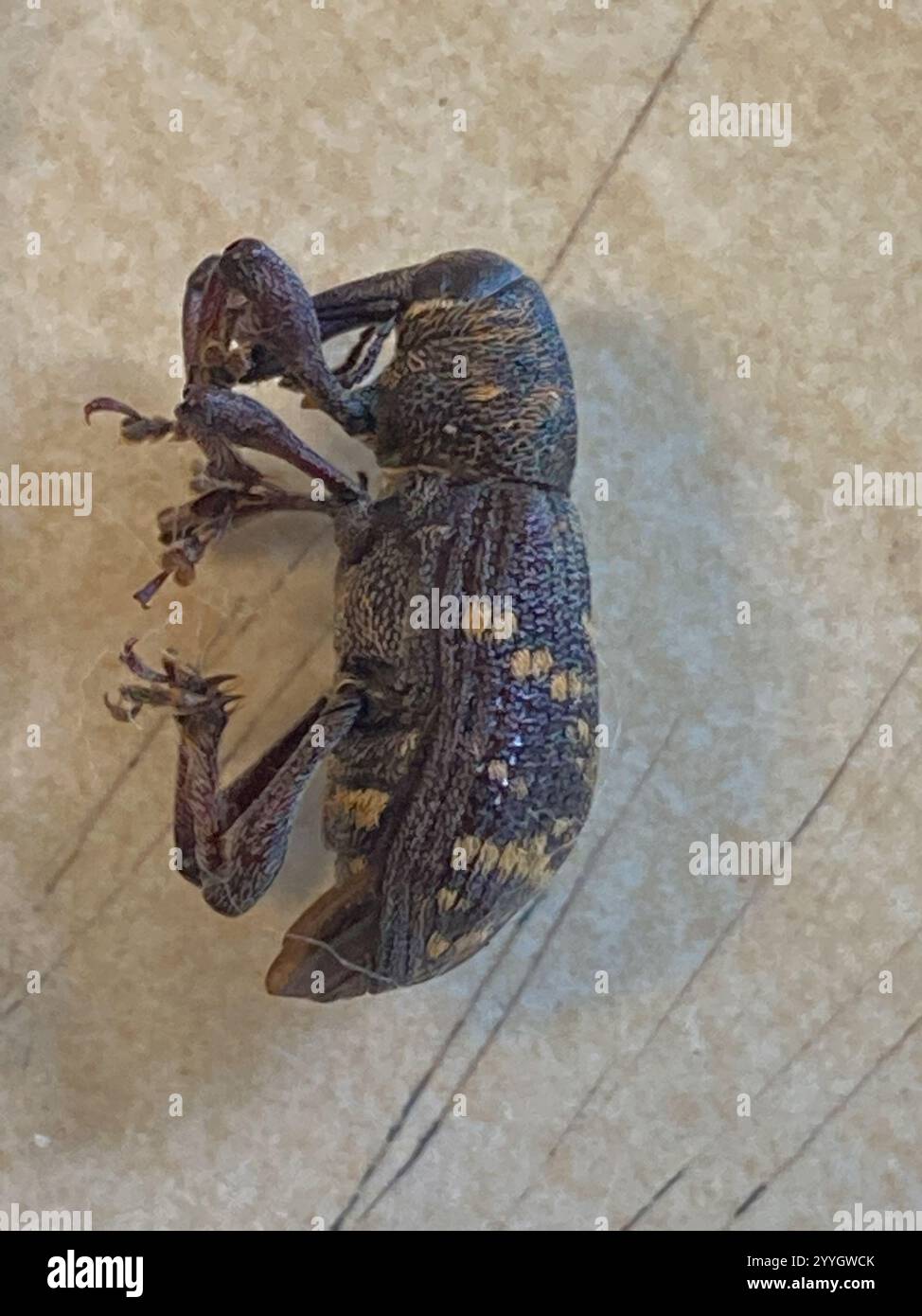 Large Pine Weevil (Hylobius abietis Stock Photo - Alamy