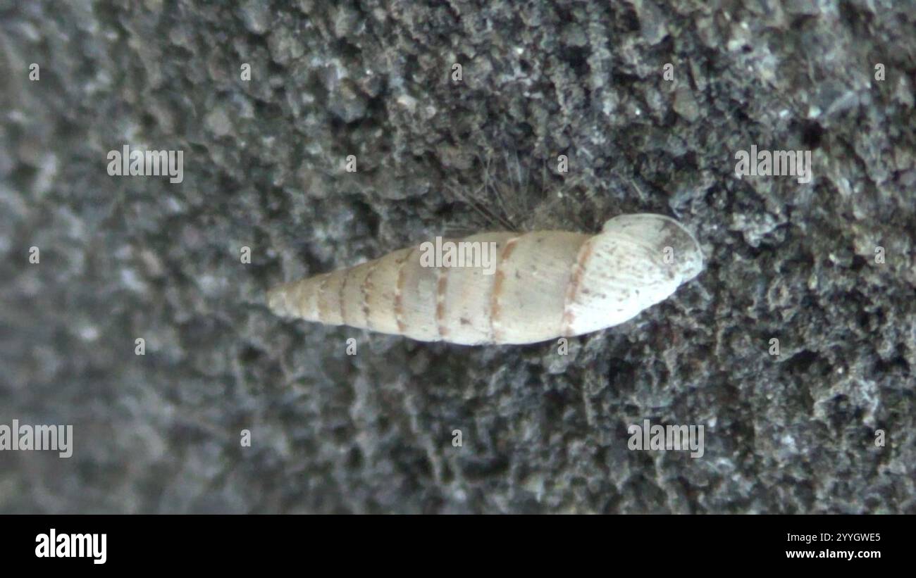 Papillifera papillaris hi-res stock photography and images - Alamy