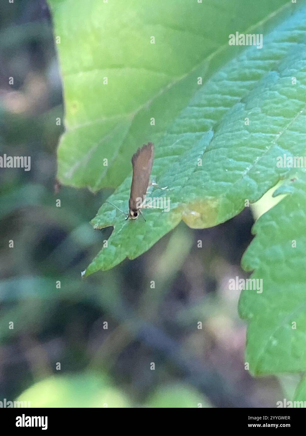 Golden-brown Tubic (Crassa unitella Stock Photo - Alamy