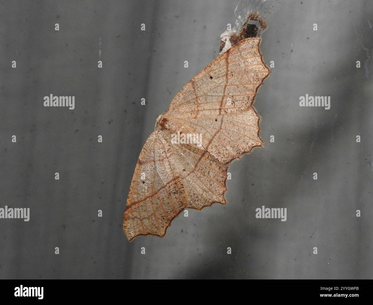 Oak Besma Moth (Besma quercivoraria Stock Photo - Alamy